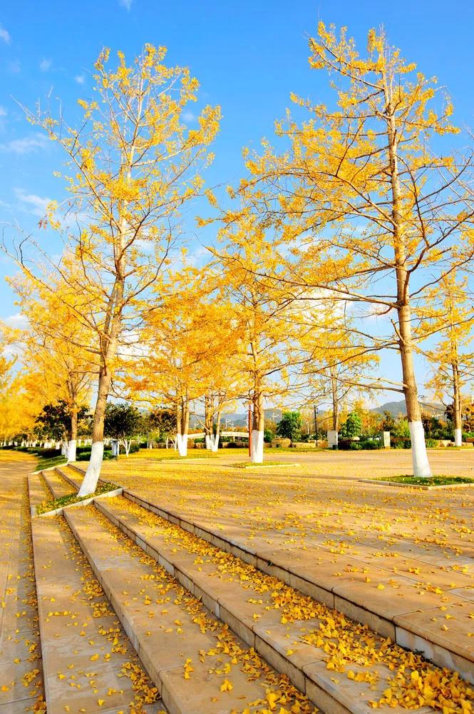 Flying Flower Order "Autumn" - iNEWS