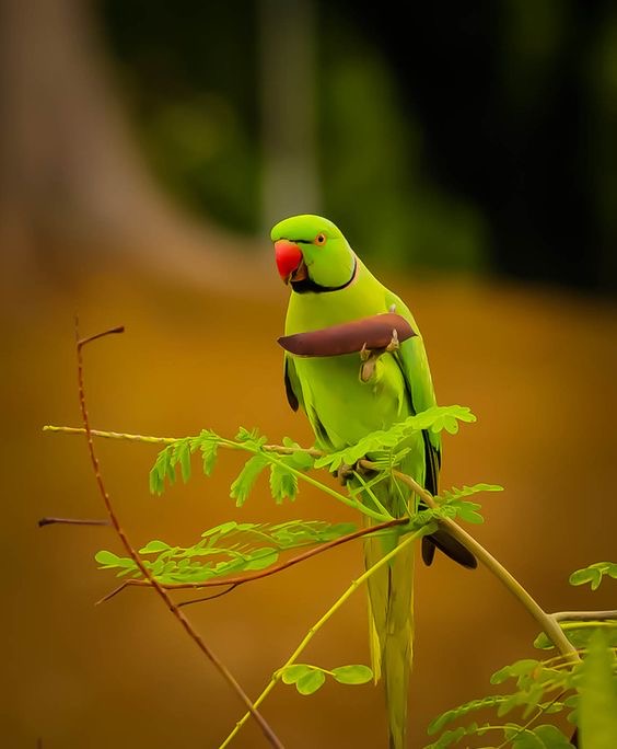 Nine species of parrots native to China are precious and endangered ...