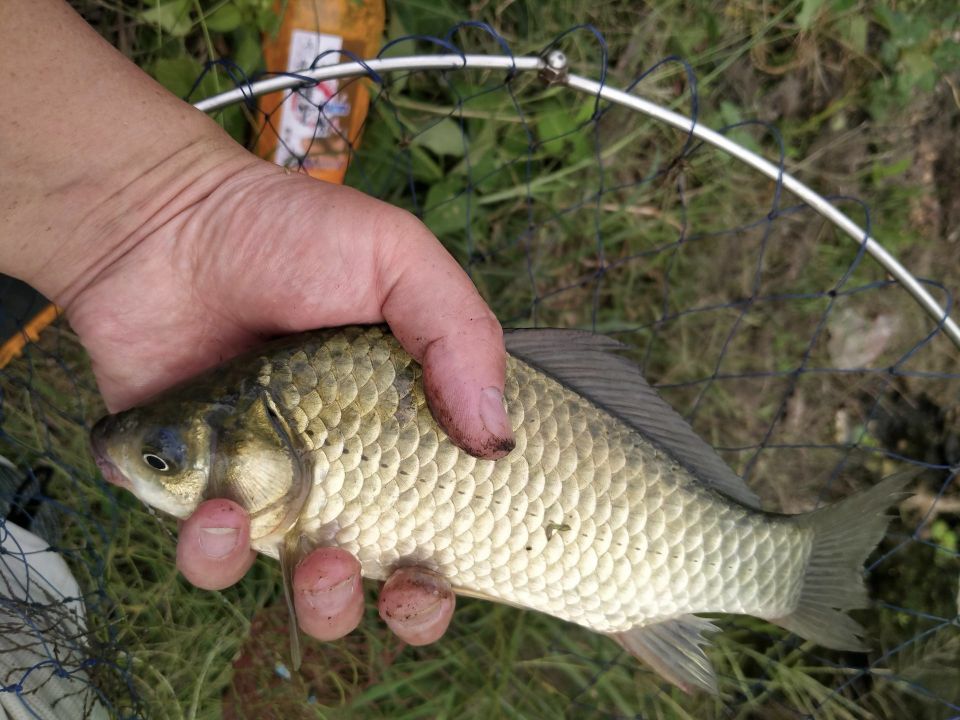 How to catch crucian carp in winter? Five rules of change, let you ...