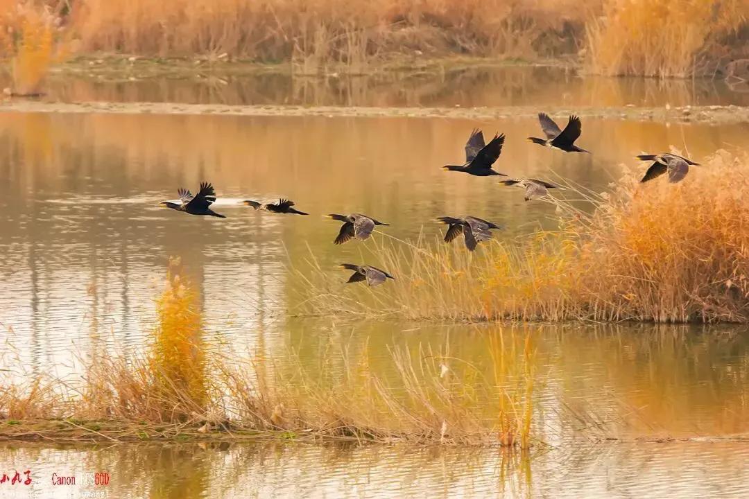 Ding Fengbo • Luhua Dang - iNEWS