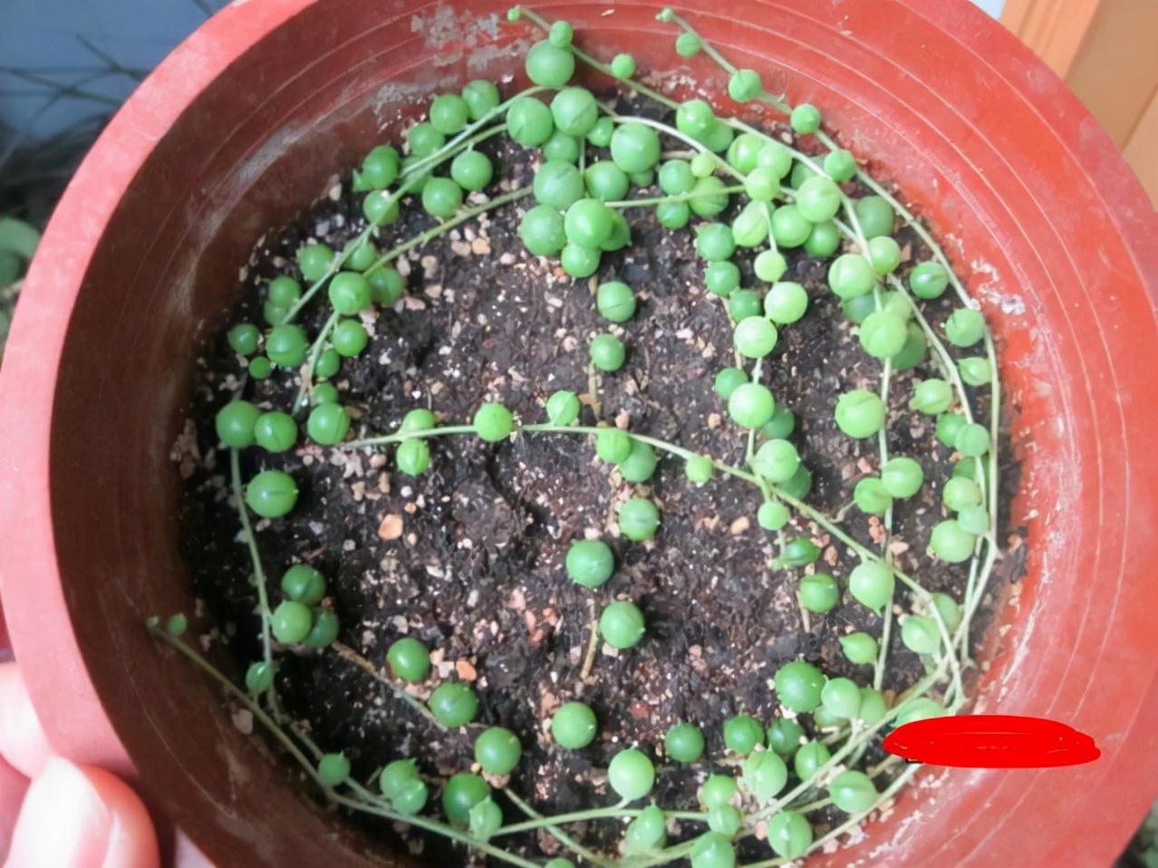 Rooting powder and willow sap are inferior to "1 capsule", which is ...