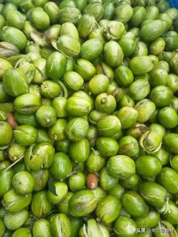 The ancient Chinese torreya has always been green. The result is to ...