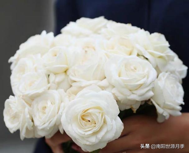 A large collection of 9 white rose varieties. Who is the top 1 in ...