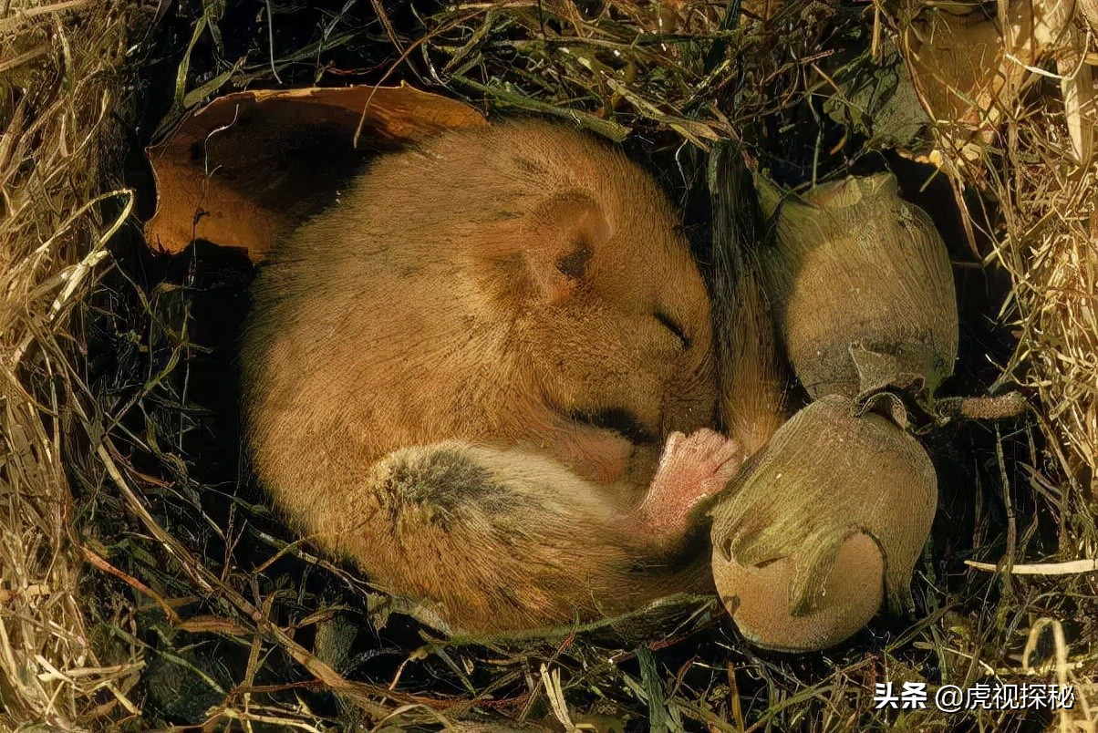 How do animals survive without eating during hibernation - iNEWS