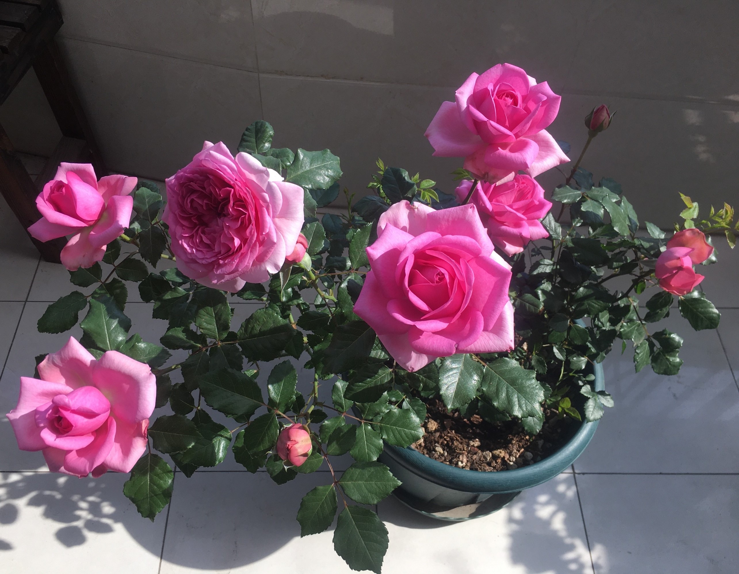 Rose flower "Pompadour"-a collection of flower viewing and smelling ...