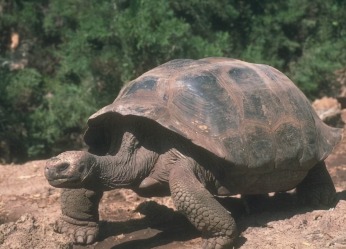 The elephant tortoise, only forgotten by time, has survived from the ...