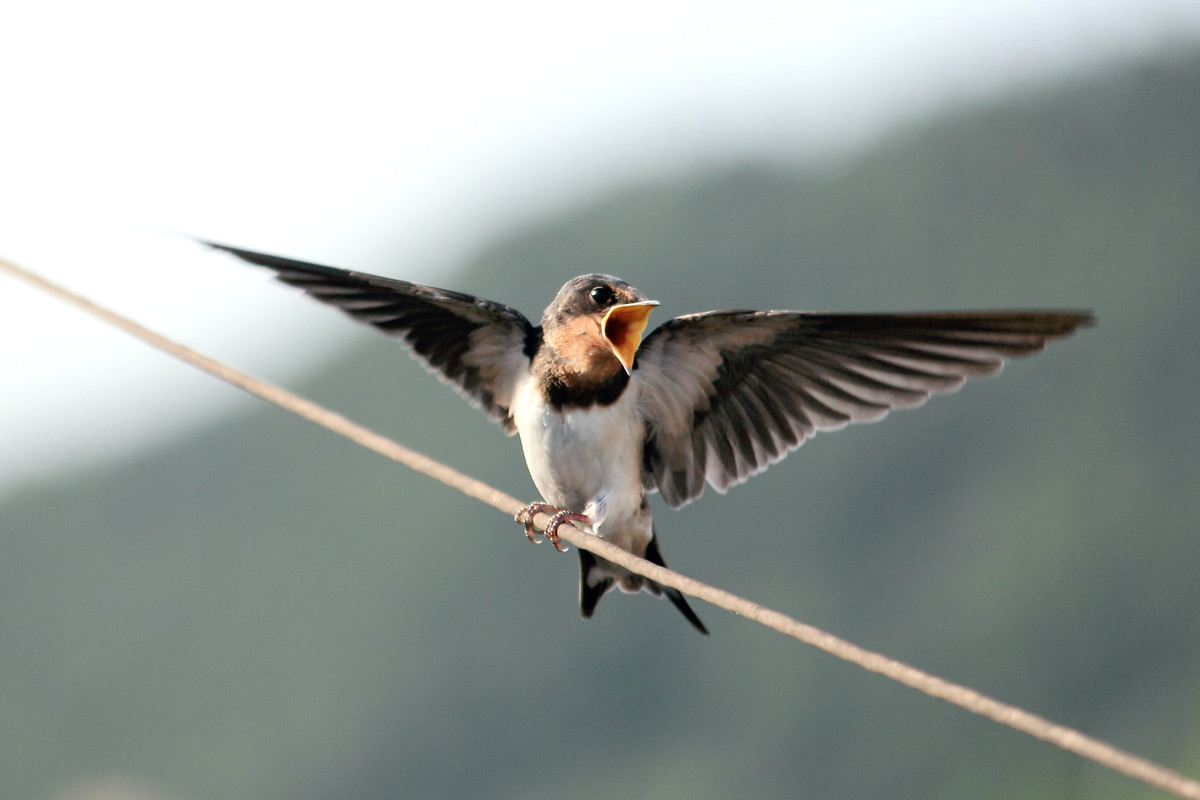 Chinese swallows fly to the "southern" for winter every year?Scientist ...