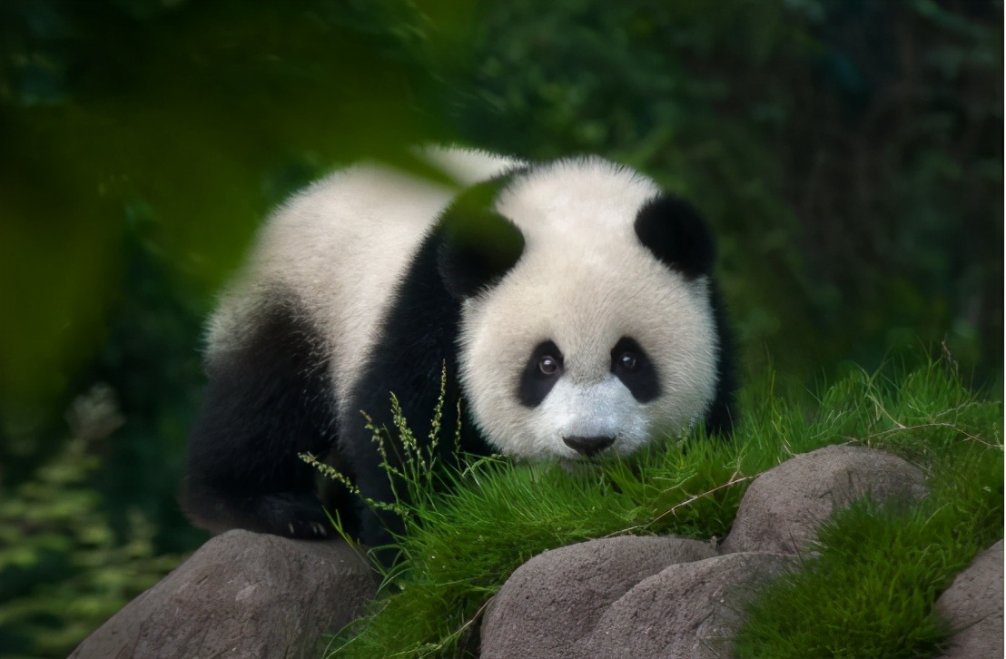 Eight wild giant pandas ran into Gansu. They are so docile, do they ...