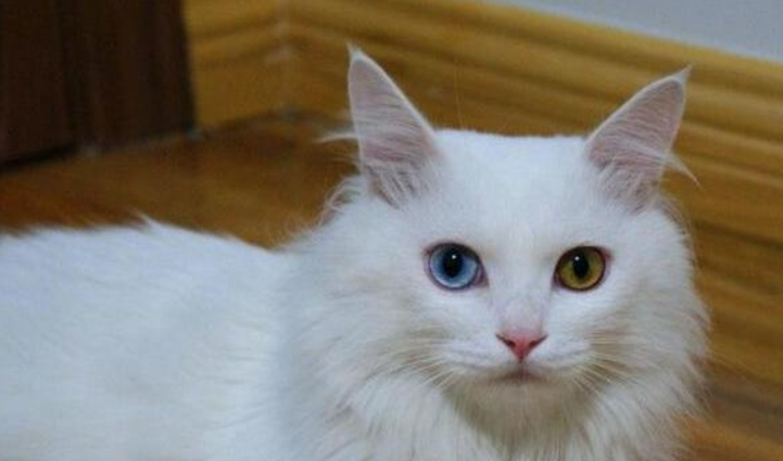 These five most famous "Chinese Pastoral Cats", which one do you know ...