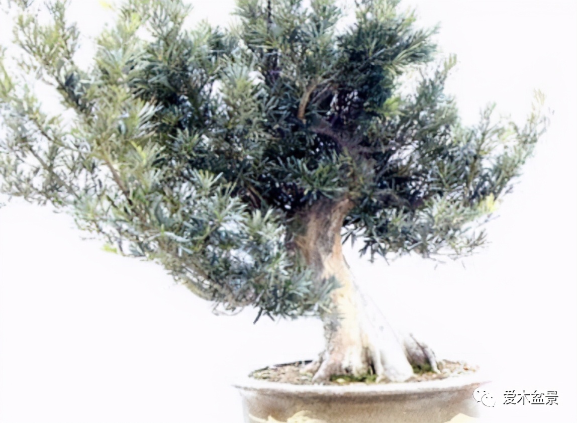 A Luo Han Song's initiality - iNEWS