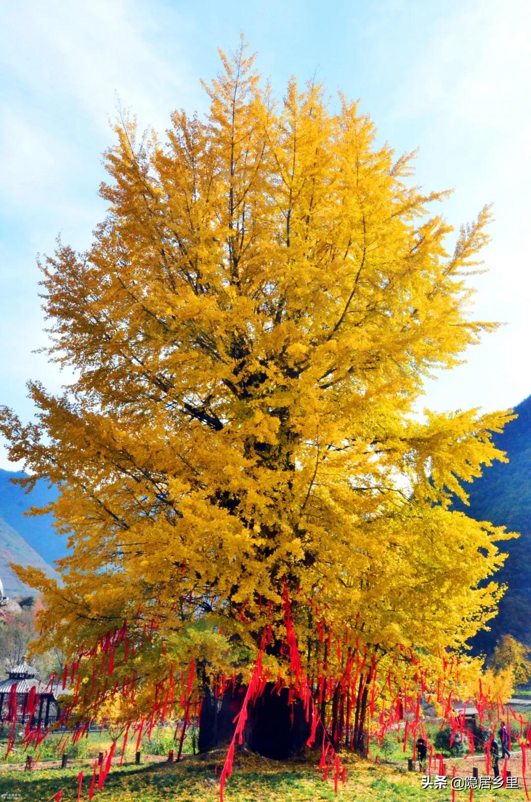 Eleven thousand-year-old ginkgo biloba - iNEWS