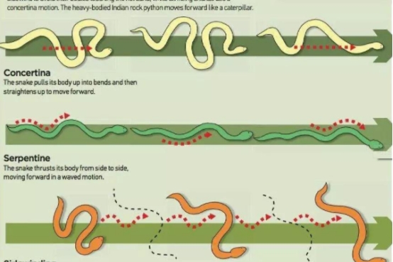 Why do you have to hit a seven-inch snake?Are there any weaknesses in ...