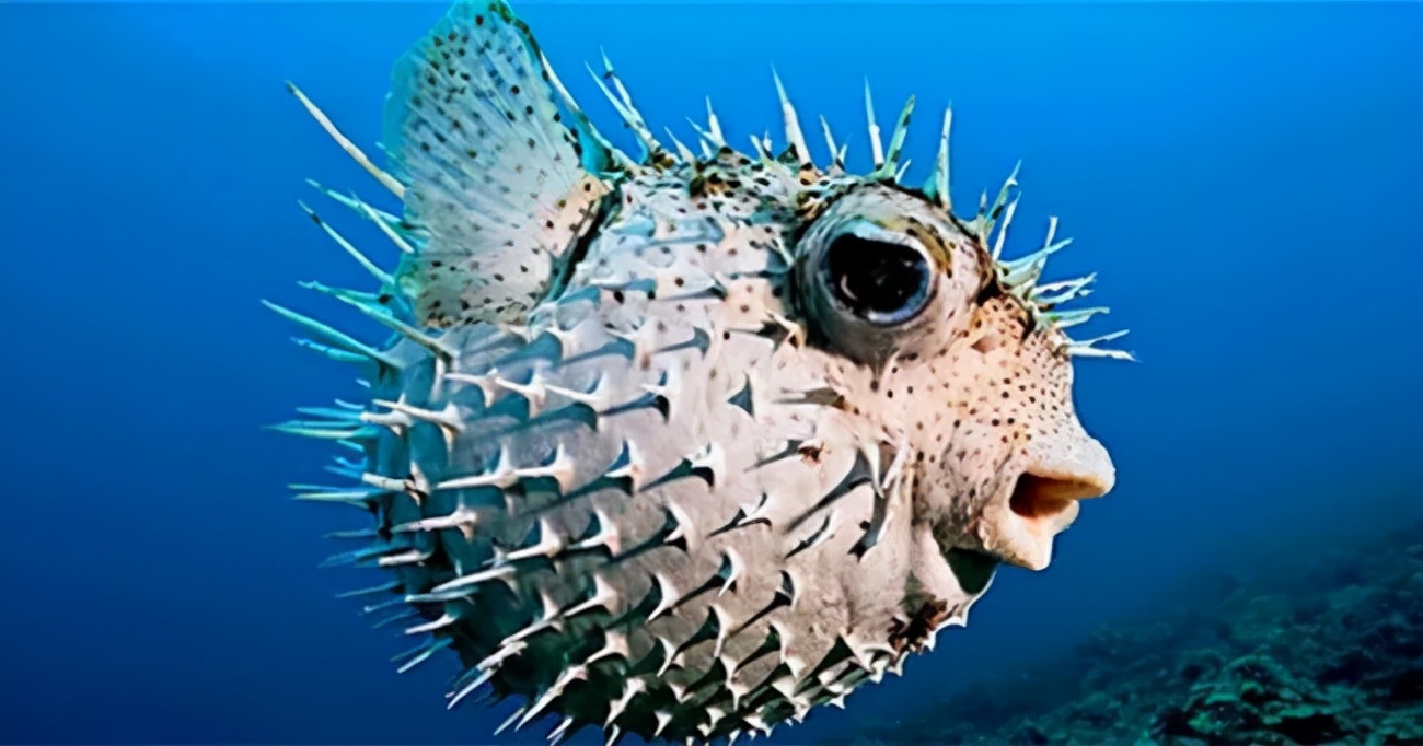 The pufferfish is full of toxins, why does it arouse the "evil desires ...