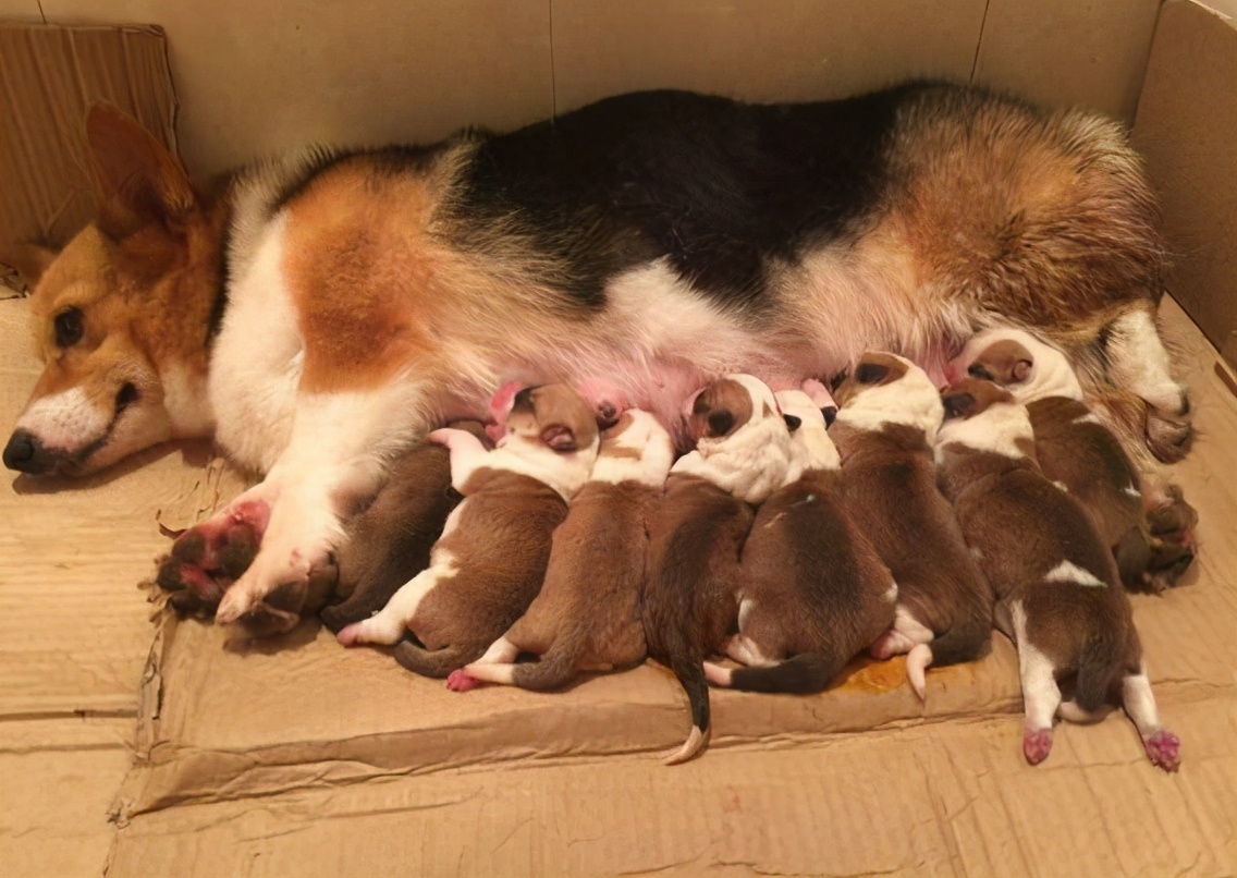 How much is the Kuki dog? - iNEWS