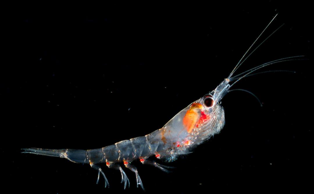 650 million tons, if human overfishing of krill, what impact will it ...