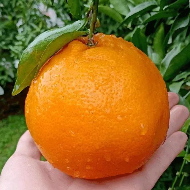 When buying oranges, you must distinguish between ugly oranges and rake ...