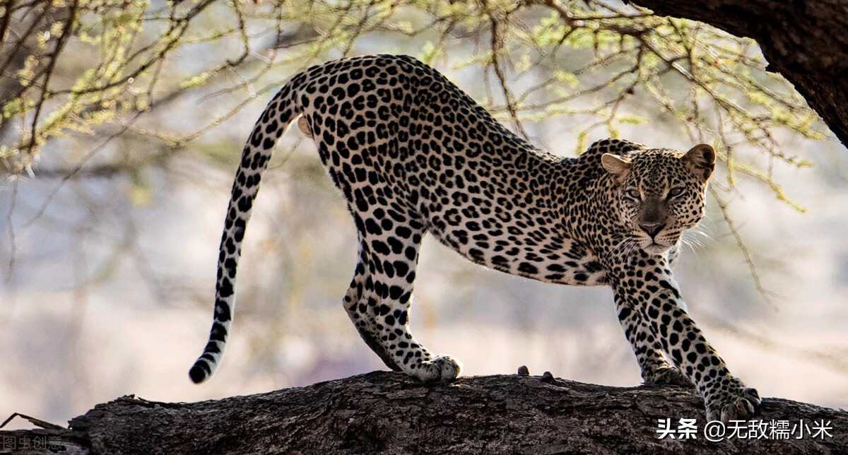 Why have I never heard of hybrid hyenas? What will a hyena give birth ...