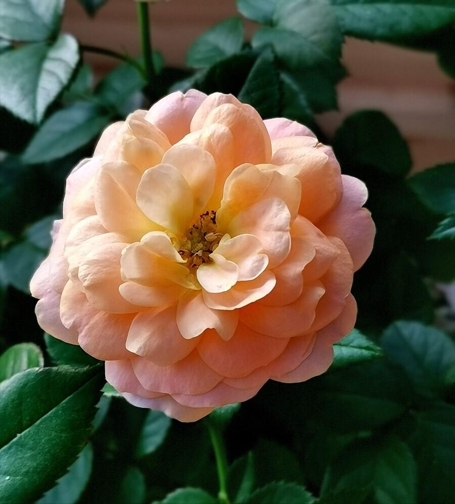 Seven classifications of rose varieties - iMedia