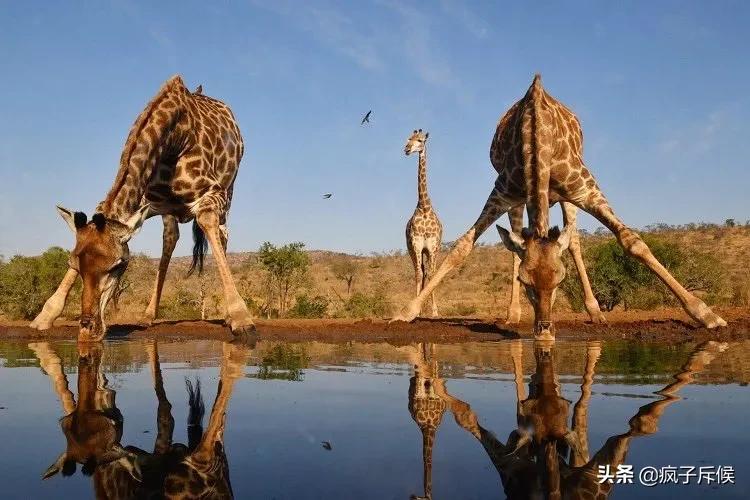 According to the legend, there is only one white unicorn (giraffe) that ...