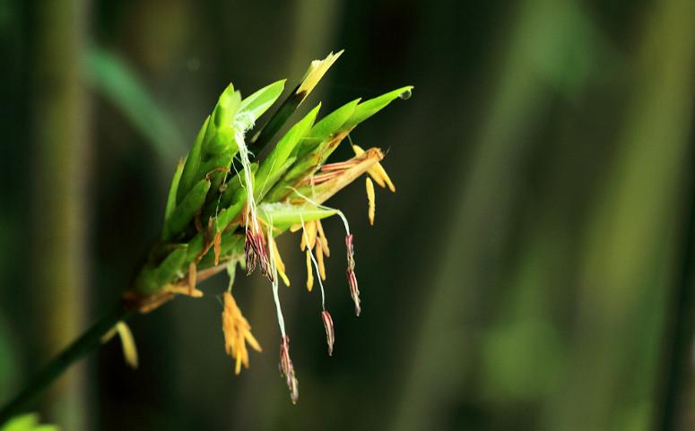 "Bamboo blooms, move immediately", is it scary to bloom bamboo?Why do ...