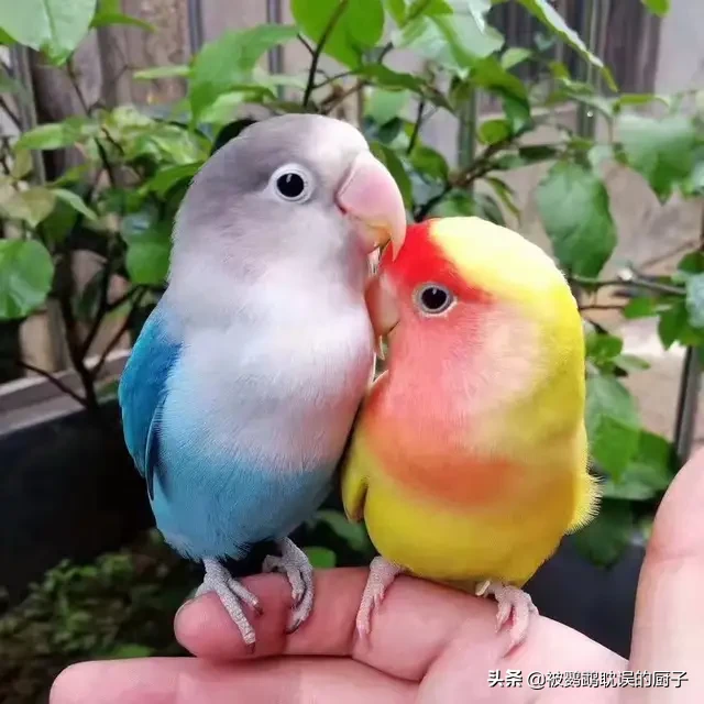 Is it difficult to raise peony parrots at home? Novices master these ...