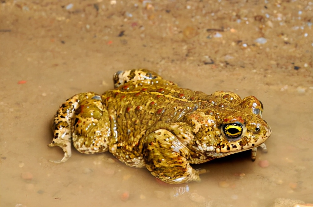 The worker accidentally smashed a 6000-year-old rock, and a toad fell ...