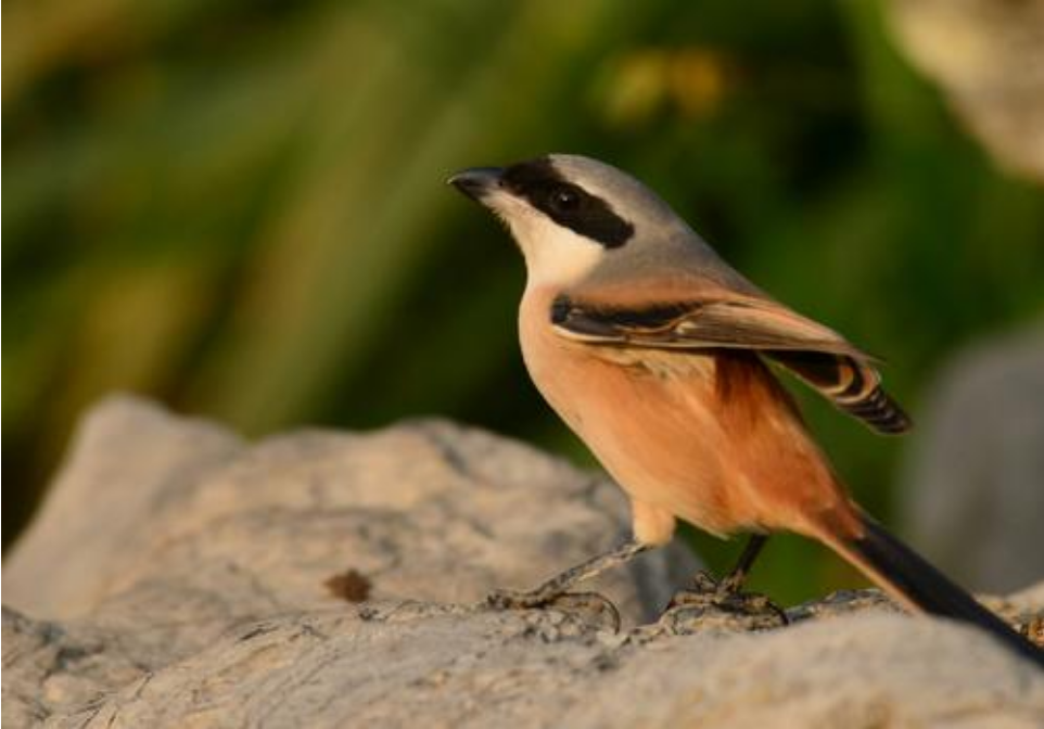 Shrike: It looks so cute, but because it likes skewers, it is called a ...