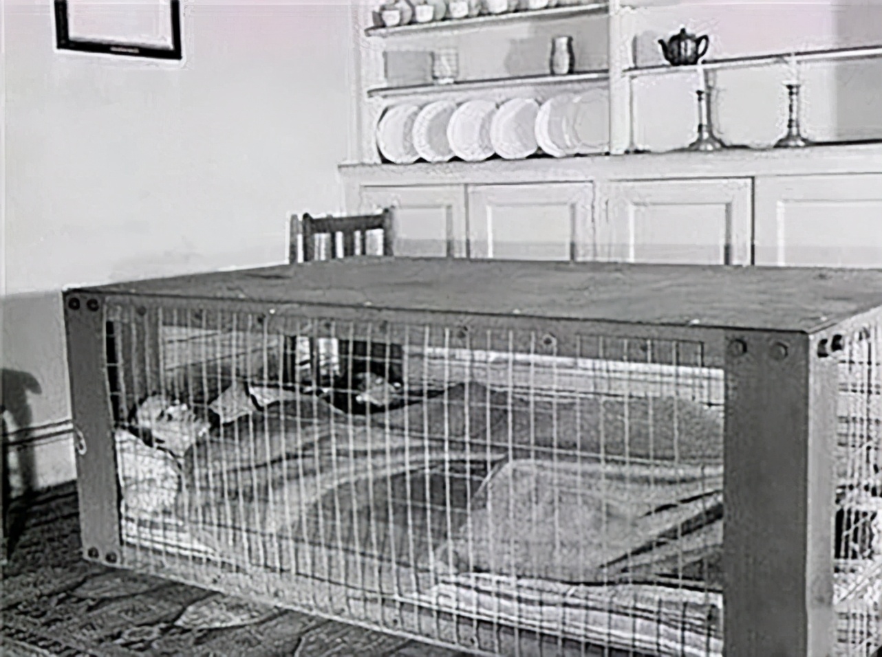 Precious historical photo! Hitler was kissed, German eaten mice ...