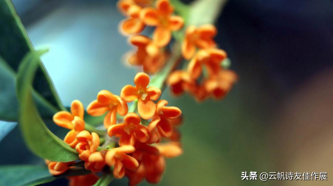 "Autumn by Contemporary Masters" Volume by Yang Yiming (Part 2) - iNEWS