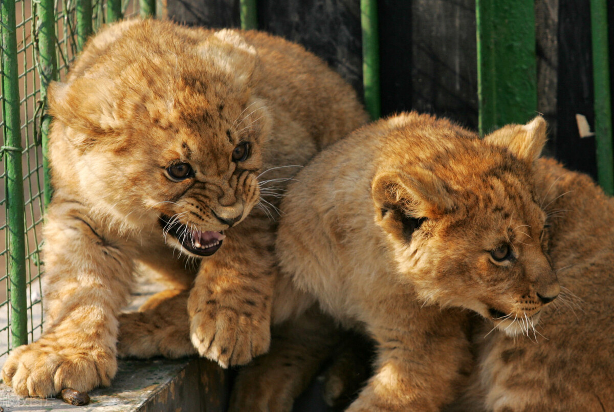 The captain of the disabled lion king, became famous in his childhood ...