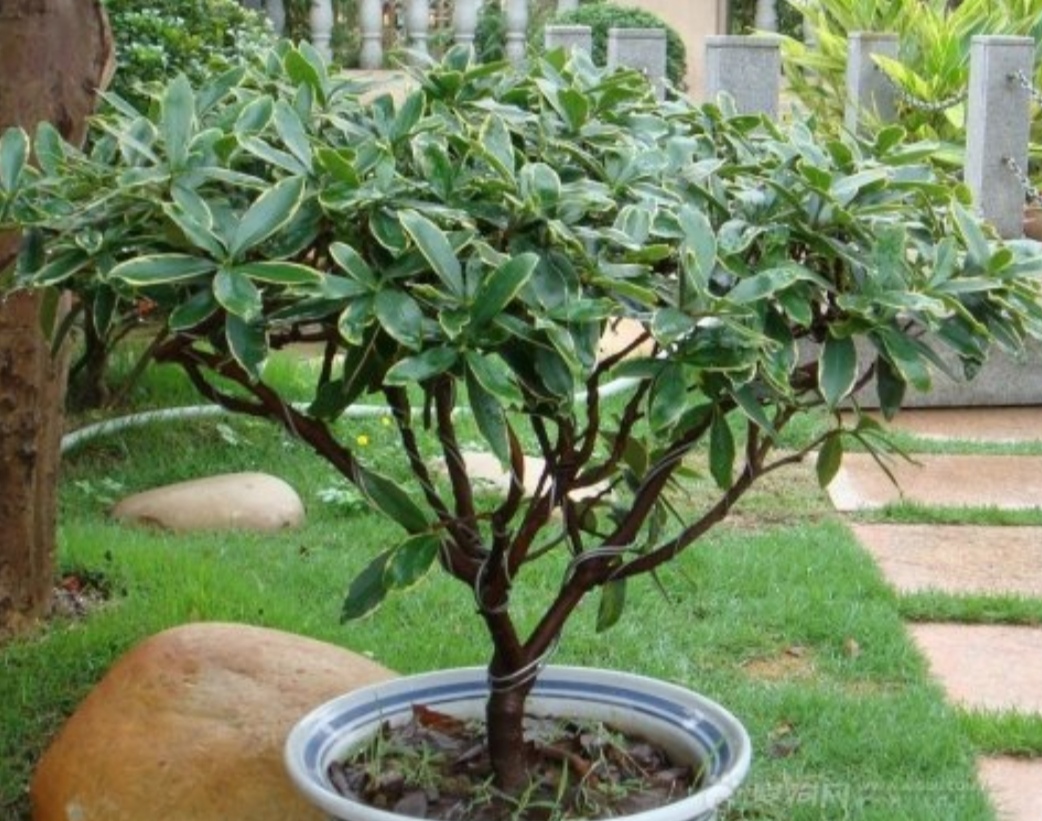 Ruixiang begins to grow flower buds, so it can be maintained in 4 ...