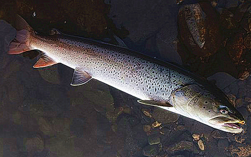 The "water monster" of Kanas Lake in Xinjiang emerged from the water ...