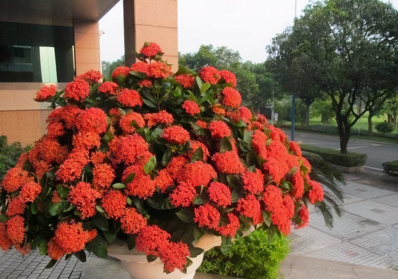 4 kinds of flowers "open all year round and have fragrance", one pot at ...