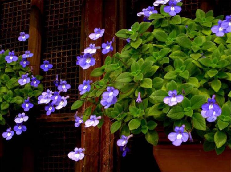 How to raise dolphin flower pots?What issues need to be paid attention ...