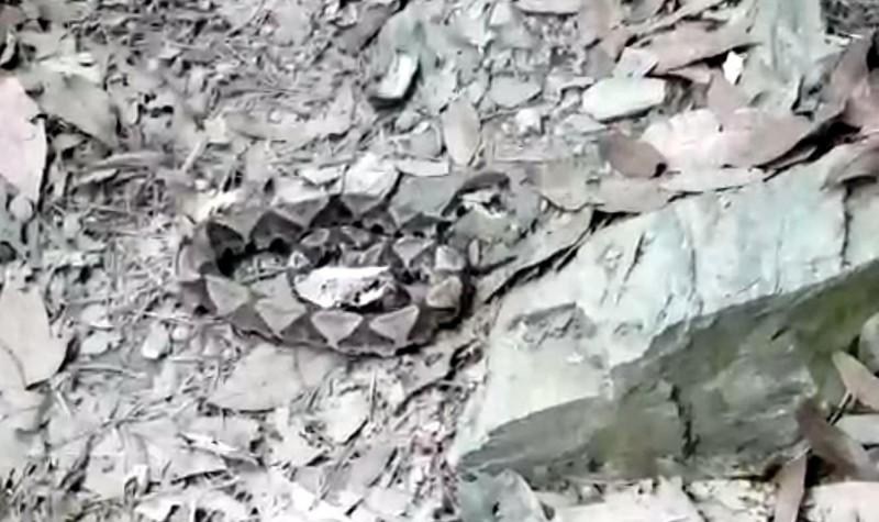 What is the weakness of snakes?It's really not realgar powder, two ...