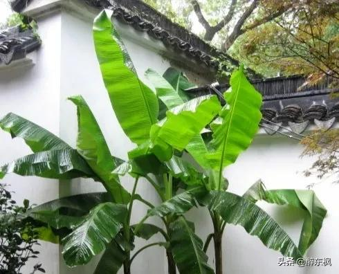 A very classic poem by Yang Wanli, with just 28 characters, it depicts ...