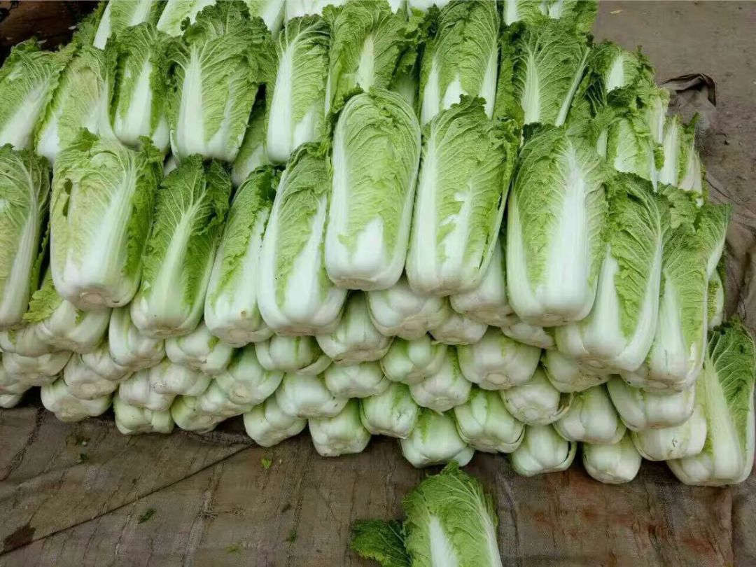 Why do Eskimos eat raw meat almost all their lives?"Gene mutation" or ...