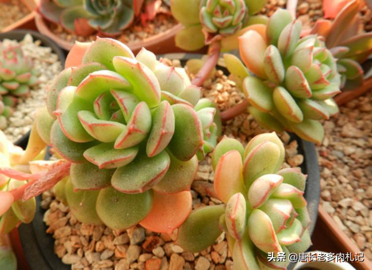 The leaf has red edges and is shaped like a rose. It is a succulent ...