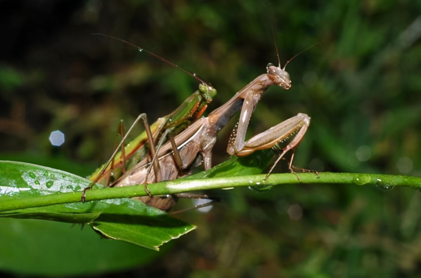 In order to avoid being eaten after mating, the male praying mantis ...