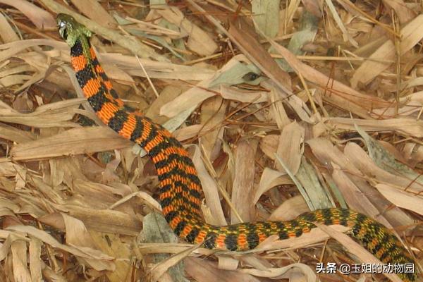 The most common type of snake in rural areas is as poisonous as the ...
