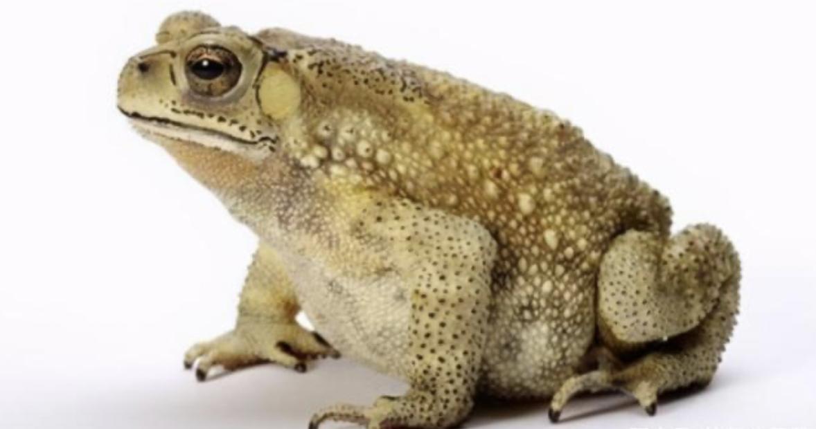 The worker accidentally smashed a 6000-year-old rock, and a toad fell ...