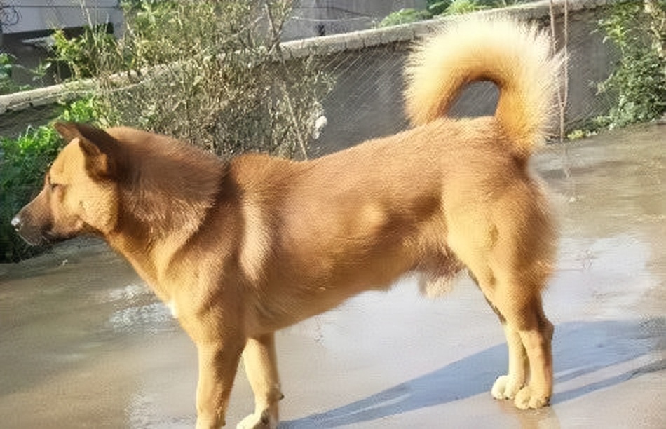 The Chinese native dog beats the Japanese army dog!As an "anti-Japanese hero", why has it been ...