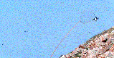 Pickled puffin: more smelly than canned herring, the Eskimos rely on it ...