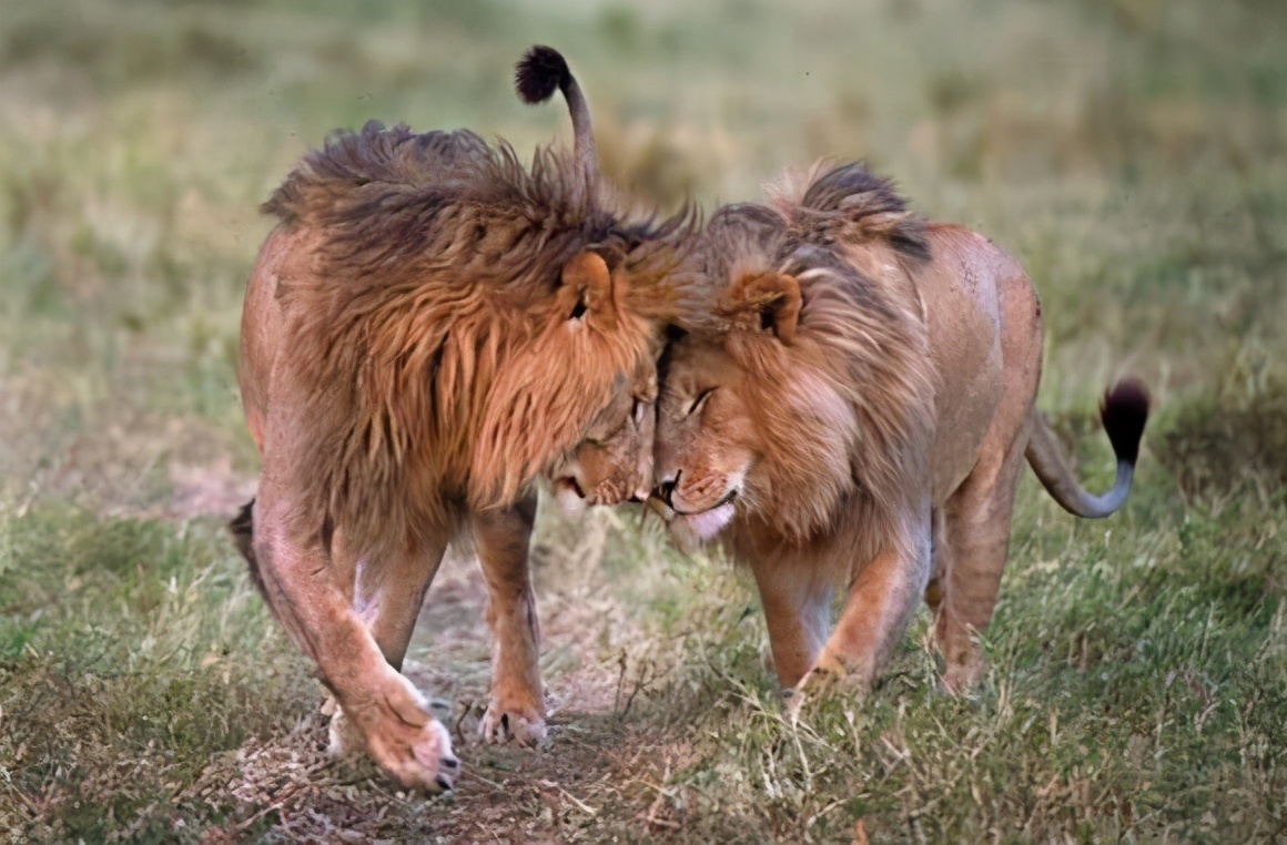 The lame lion king has a scar face and a blind face and a blind face ...