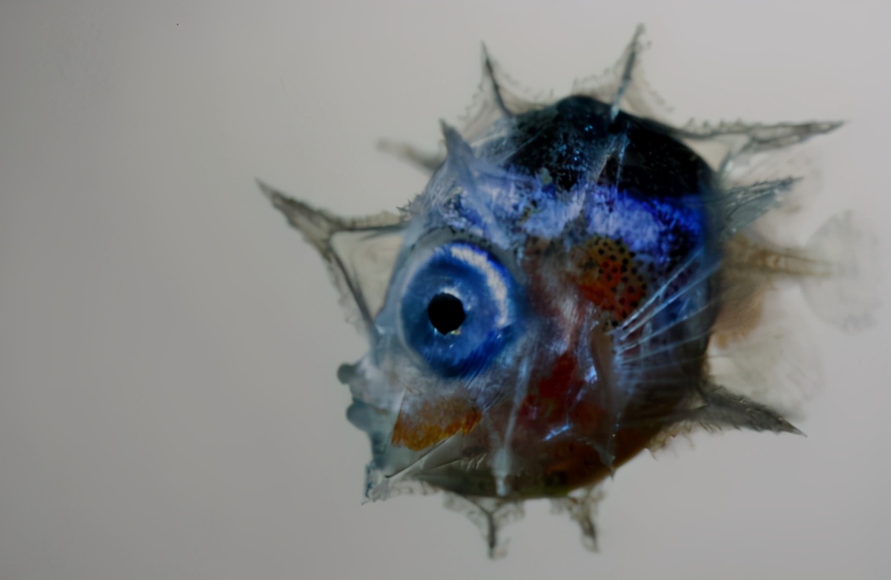 Sunfish lay 300 million eggs each time, why are they vulnerable?Because ...