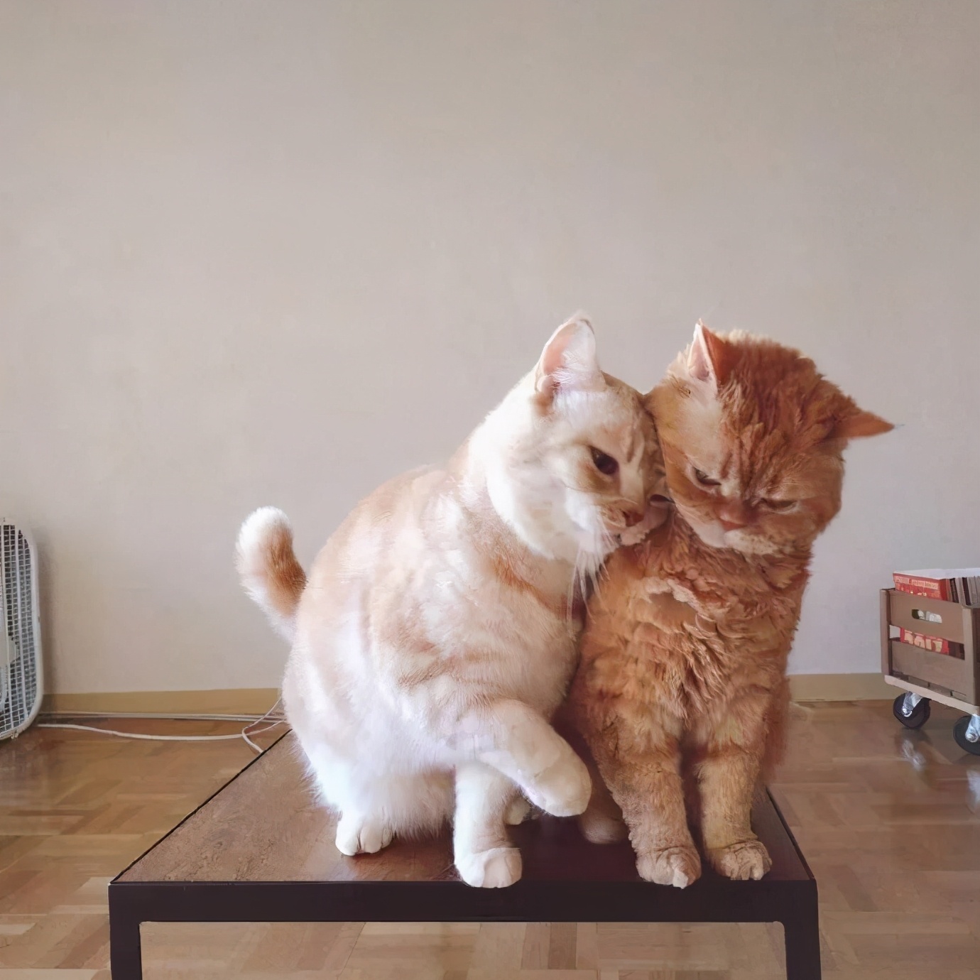 Why do male cats grow barbs and scratch their females when they ...