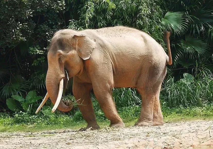 The Mystery of Xishuangbanna Asian Elephants' Northward Migration - iNEWS