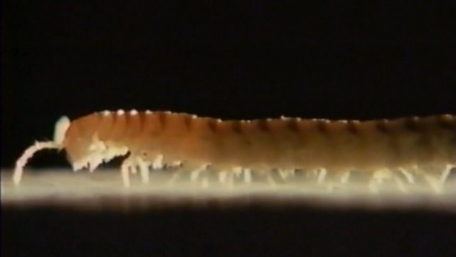 Japanese train millipedes blocked the tracks several times in the past ...