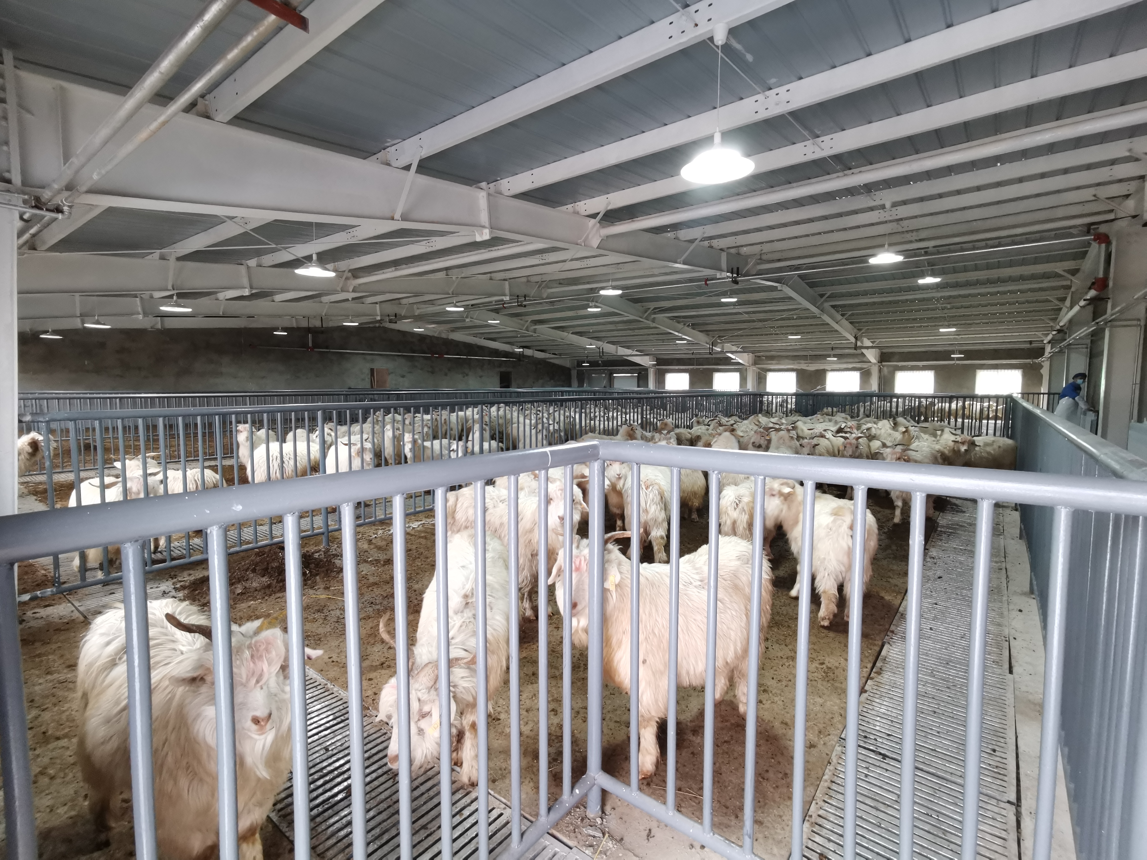 Ansai's annual production of 300,000 mutton products processing plant ...