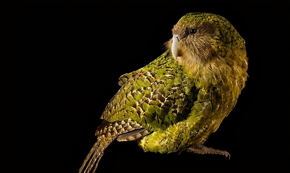 Kakapo: The dumbest parrot in the world, so stupid that he is almost ...